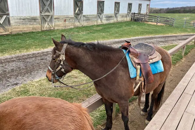 Star B Stables