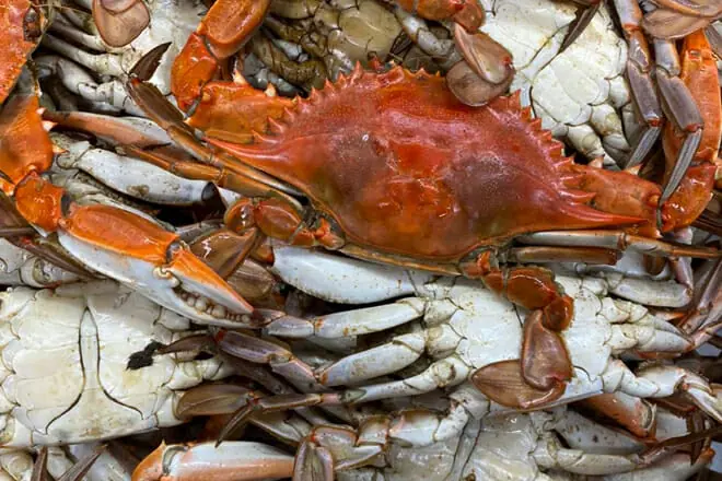 Tony's Seafood
