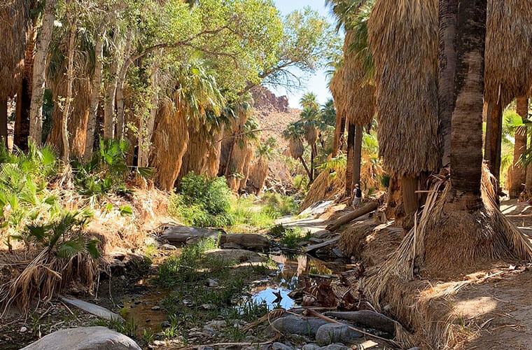Agua Caliente Indian Canyons