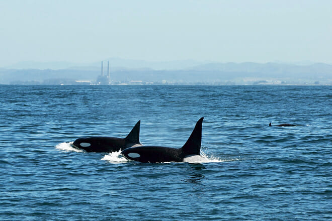 Monterey Bay Whale Watch (Editor’s Choice)