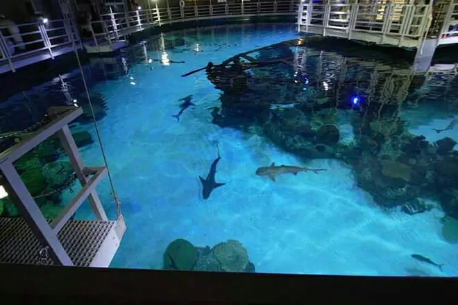 Shark Reef at Mandalay Bay Hotel and Casino 