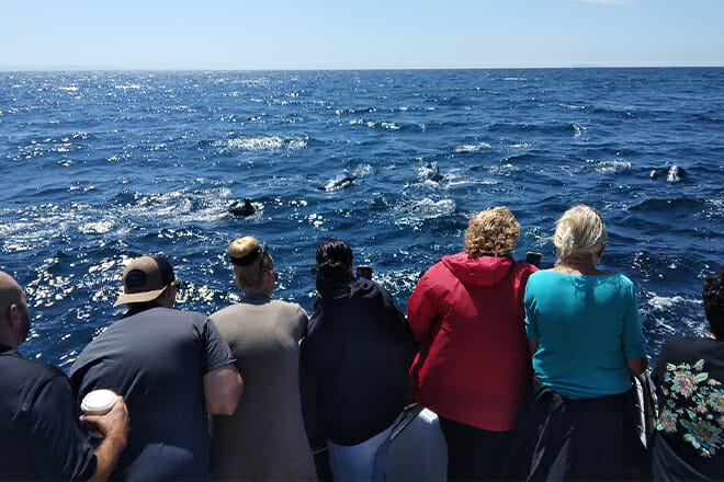 Whale-Watching Cruise
