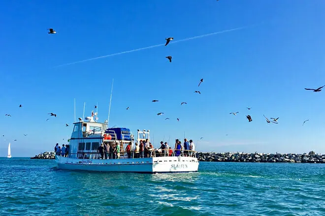 Whale Watching in Dana Point