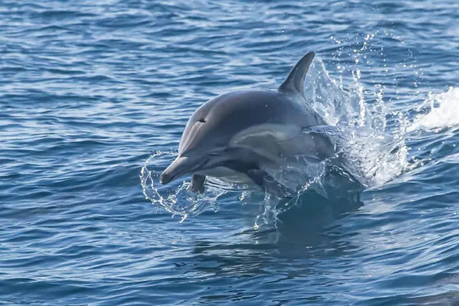 Dolphin & Whale Adventure