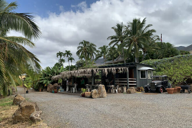 Maui Coconut Tour at Punakea Palms