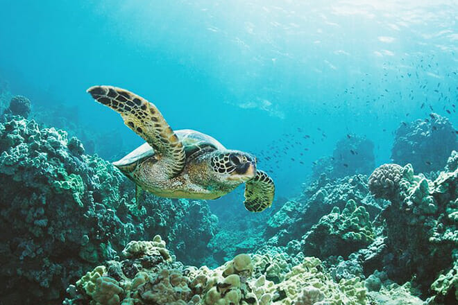 Turtle Canyons Cruise and Snorkel Excursion