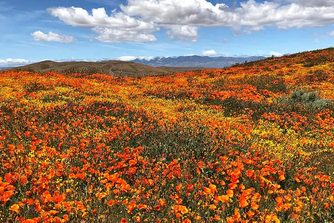 Antelope Valley California Poppy Reserve