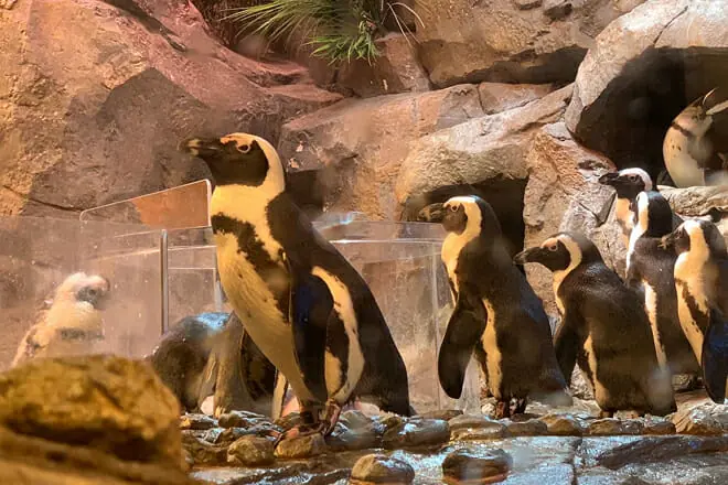 Georgia Aquarium