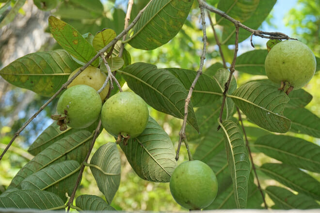 guava 1