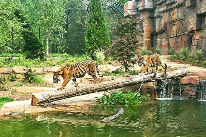 Jackson Zoo