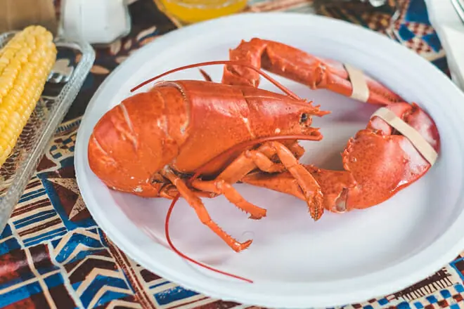 Lobster