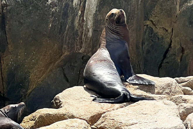 Sea Lions in Cabo