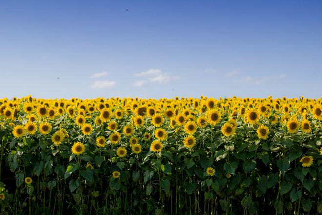sunflower festival virginia