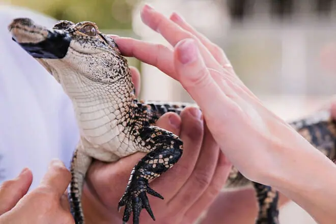 Wildlife Encounters