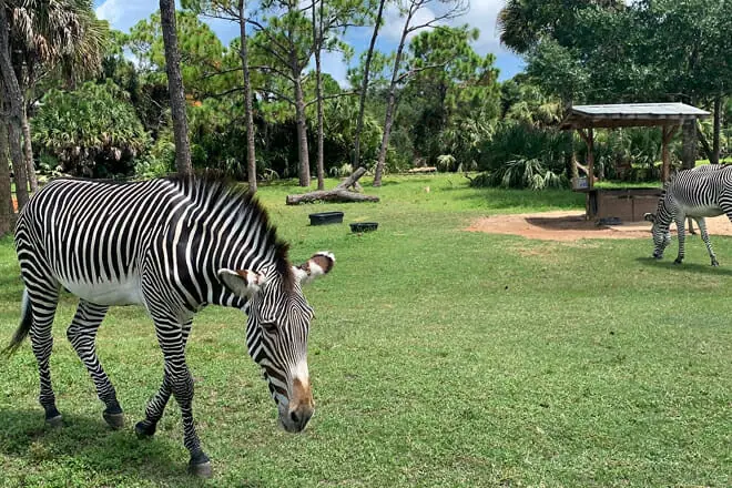 Wildlife and Nature