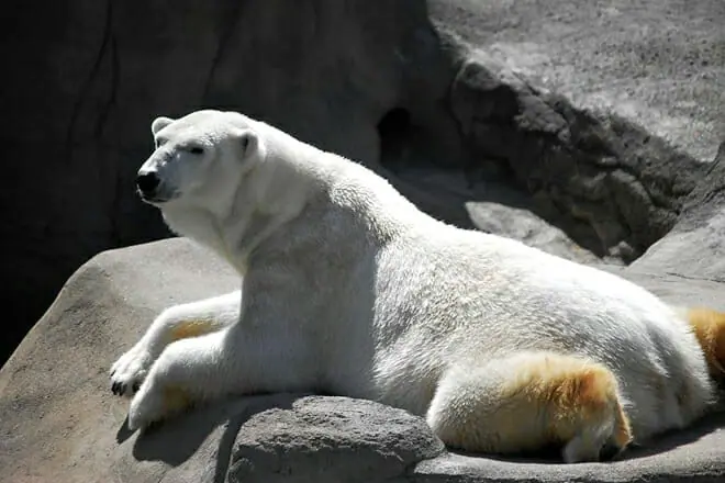 Cleveland Zoo