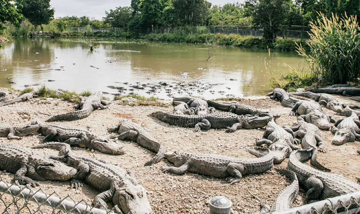 everglades alligator farm travel photo