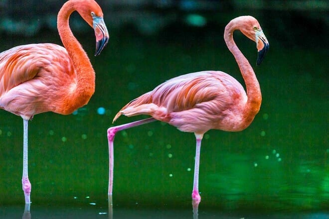 Flamingo Gardens