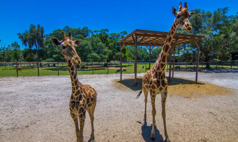 giraffe ranch travel photo
