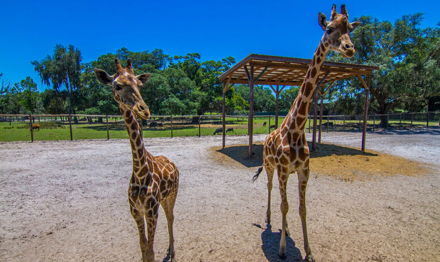 giraffe ranch travel photo