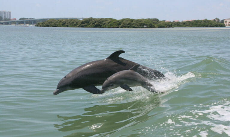 little toot dolphin adventure travel photo