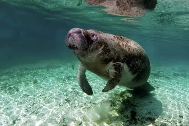 Manatee Park