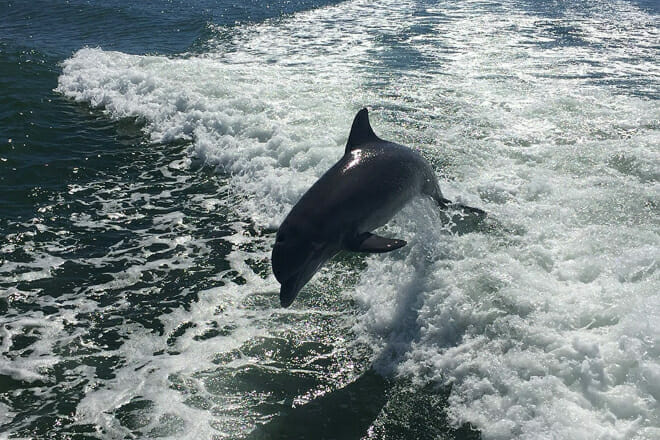 Mega Bite Dolphin Cruise