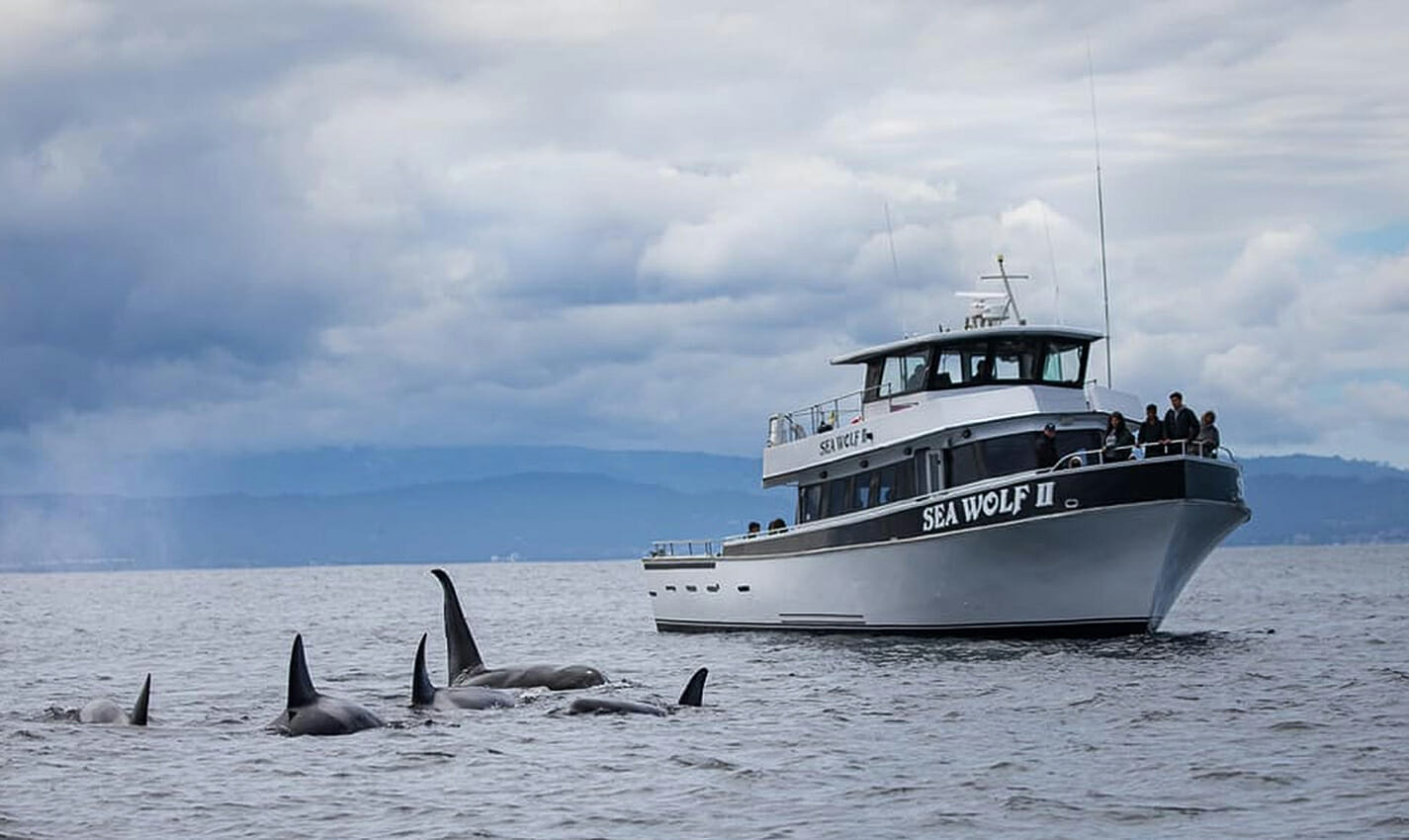 monterey bay whale watch travel photo