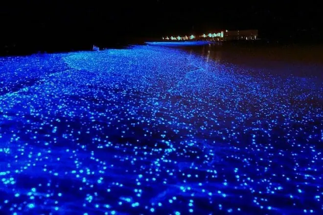 Mosquito Bioluminescent Bay