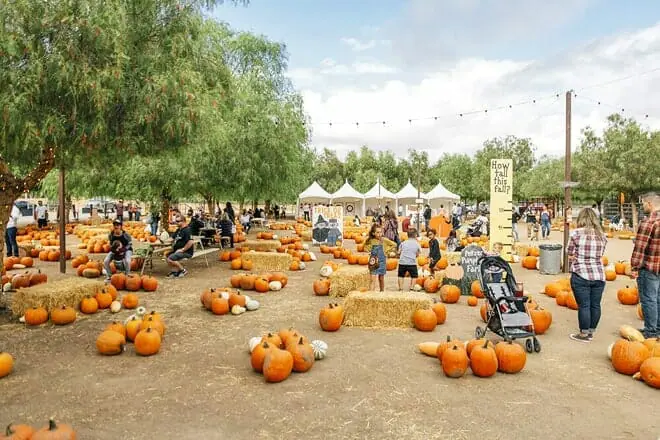Peltzer Pumpkin Farms