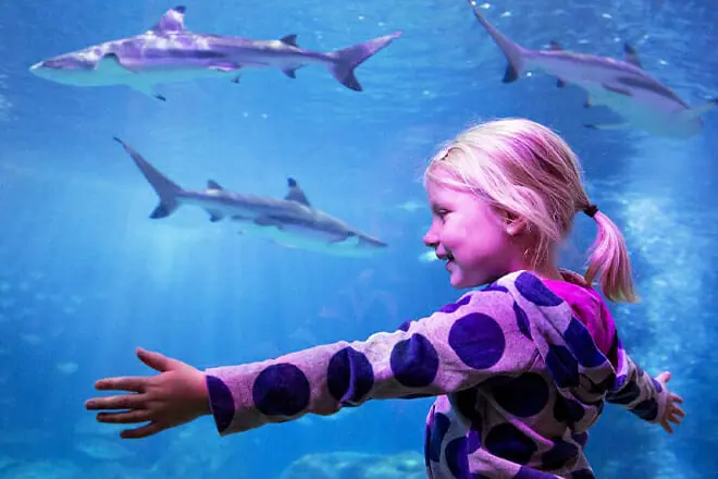 SEA LIFE Michigan Aquarium