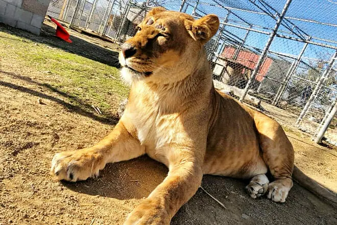 Sierra Safari Zoo