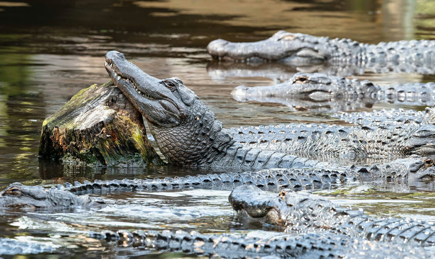st. augustine alligator farm travel photo