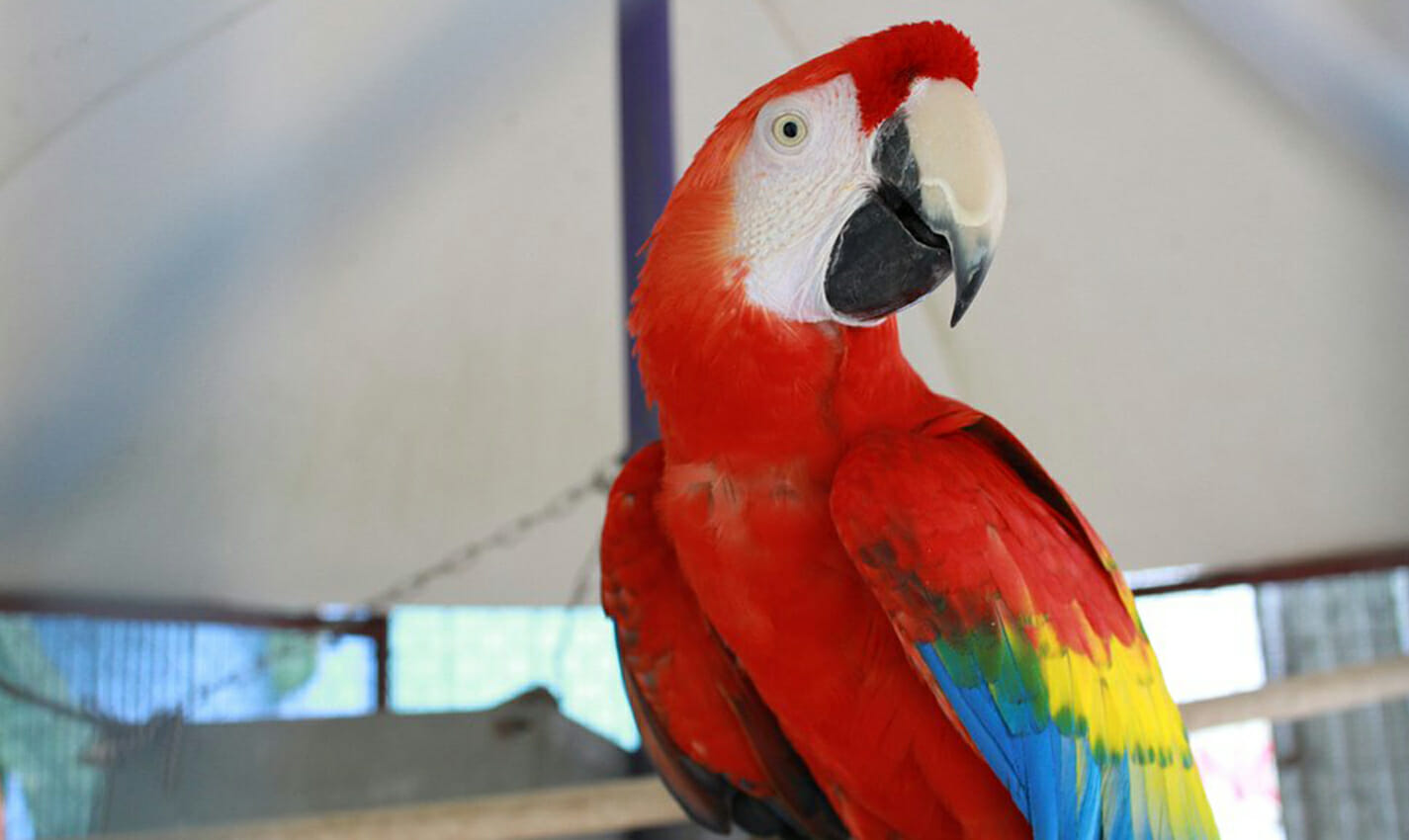 uncle sandy’s macaw bird park travel photo