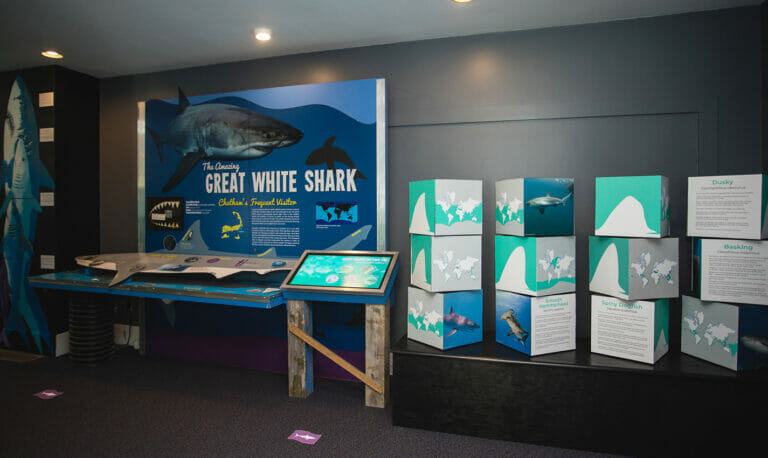 chatham shark center travel photo