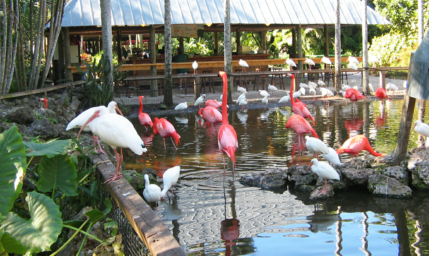 flamingo gardens travel photo