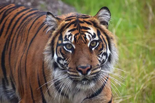 Akron Zoo