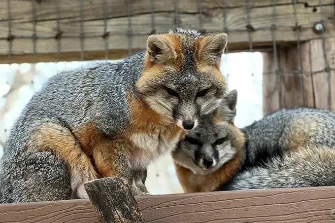 amarillo zoo