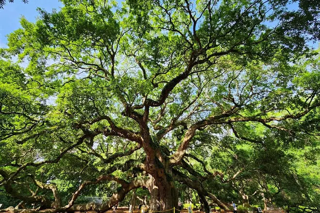 Angel Oak Tree