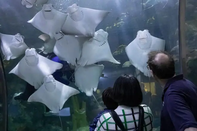 Audubon Aquarium