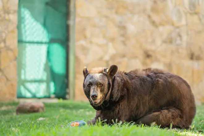 Baylor Bear Habitat