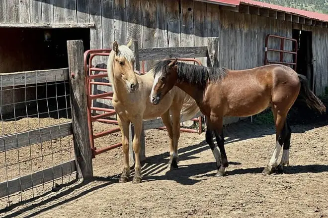 Black Hills Wild Horse Sanctuary