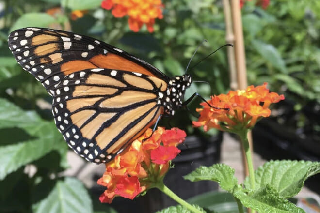 Butterfly Garden of Wisconsin