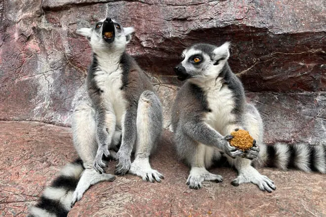 Cameron Park Zoo