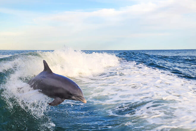 Dolphin Cruises Aboard Cruise Orange Beach