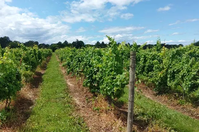 Firelands Winery