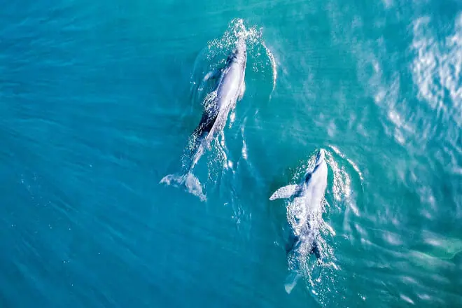 Island Dolphin Care