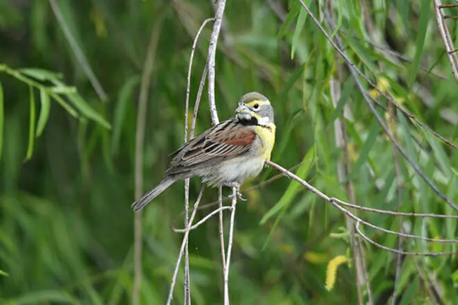 Leonabelle Turnbull Birding Center