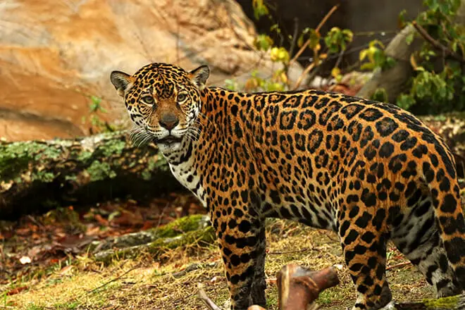 Little Rock Zoo