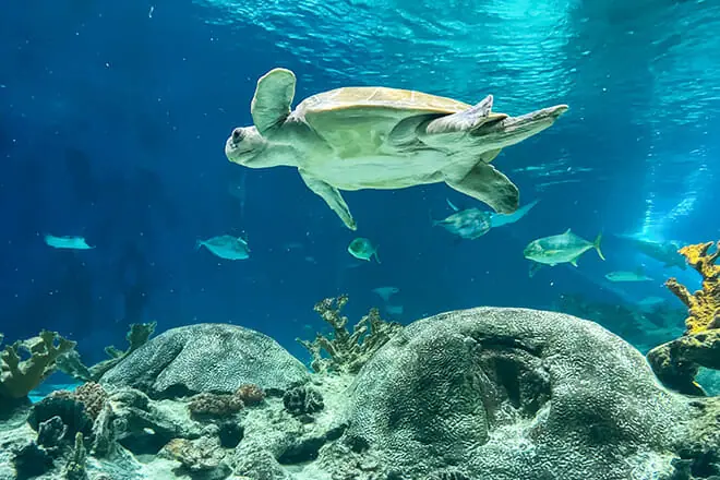 OdySea Aquarium